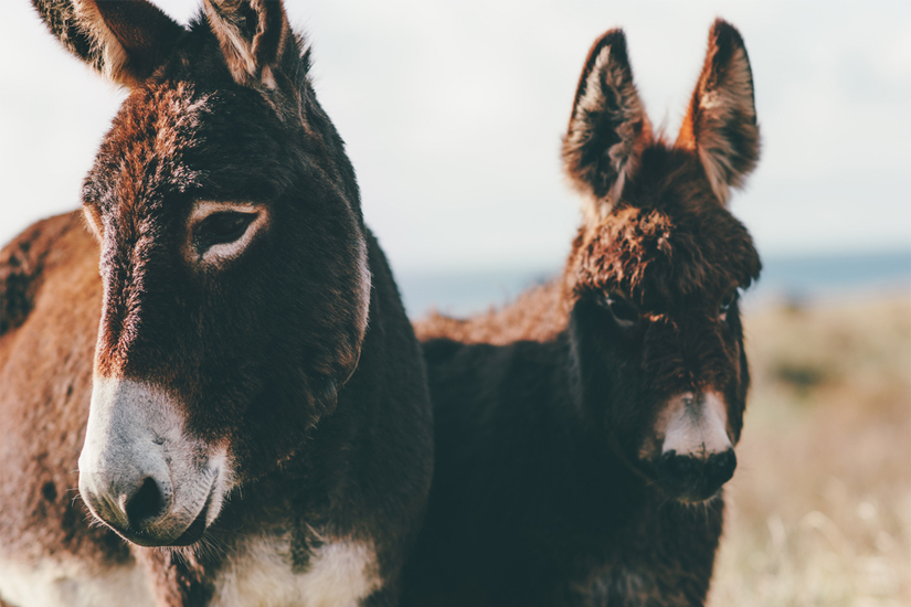 Cosmétiques au lait d'ânesse : propriétés et bienfaits pour la peau ...